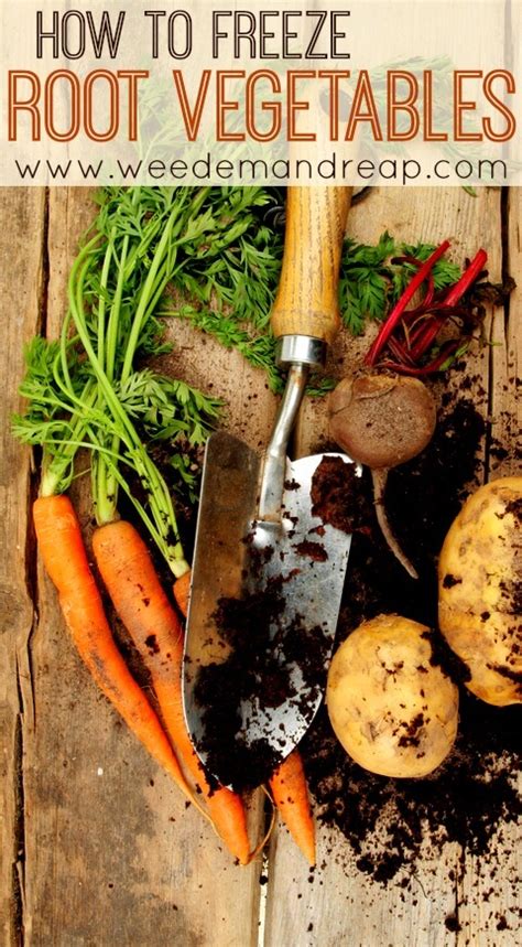 How To Freeze Root Vegetables Weed Em Reap