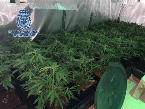 MARIHUANA EN UNA CASA OKUPADA EN EL PALO Diario Sur