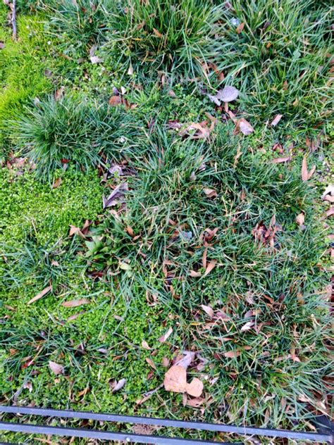 Grass Weeds And Leaves Texture Free Photos On