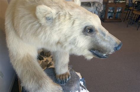 Rare Grizzly Polar Bear Hybrid Caught In Canada