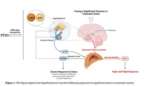 Unraveling The Role Of Antidiuretic Hormone Adh From Water Bal