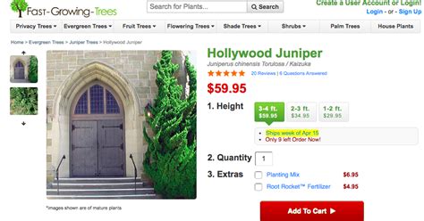 New Project Hollywood Juniper Topiaries