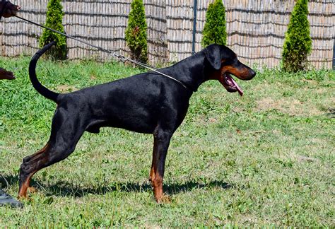 Cassius Infinity Amoris