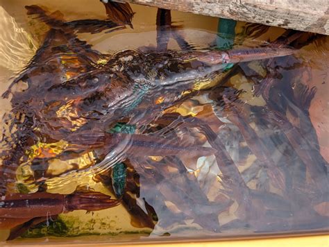 撚函館山沖船イカ好調撚 Fishland