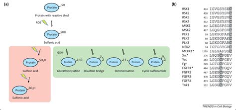 Redox Control Of Cell Proliferation Trends In Cell Biology