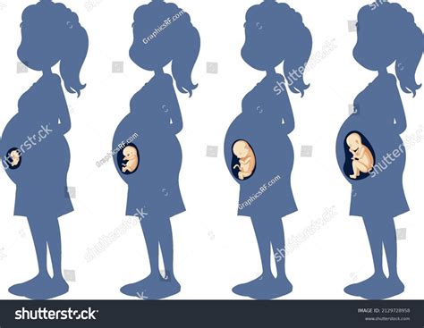 Diagram Showing Human Embryonic Development Illustration Stock Vector