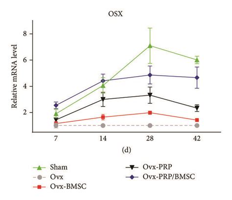 Temporal Analysis Of Callus Gene Expression Temporal Changes In RUNX2