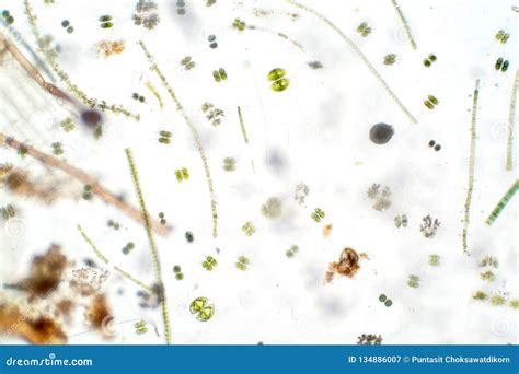 Freshwater Phytoplankton