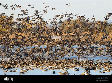 Waterfowl Pond Flyoff Llano Seco Unit Steve Thompson North Central