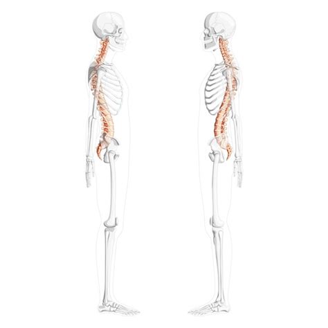 Cervical Spine Side View Royalty Free Photos And Stock Images Shutterstock
