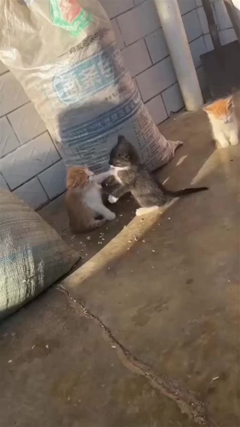 Brutal Streetfight Possibly Not Nsfw Album On Imgur
