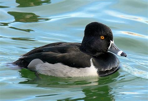 8 Types Of Ducks Found In California With Pictures Optics Mag