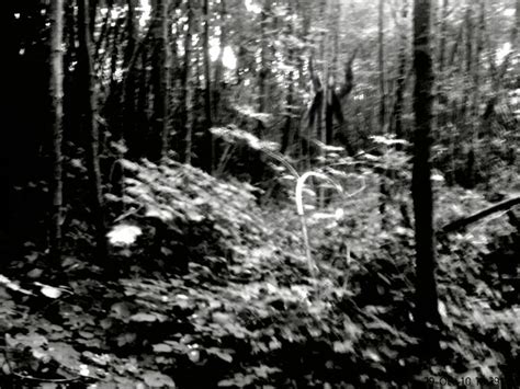 Image The Slender Man In The Forest The Slender Man Wiki