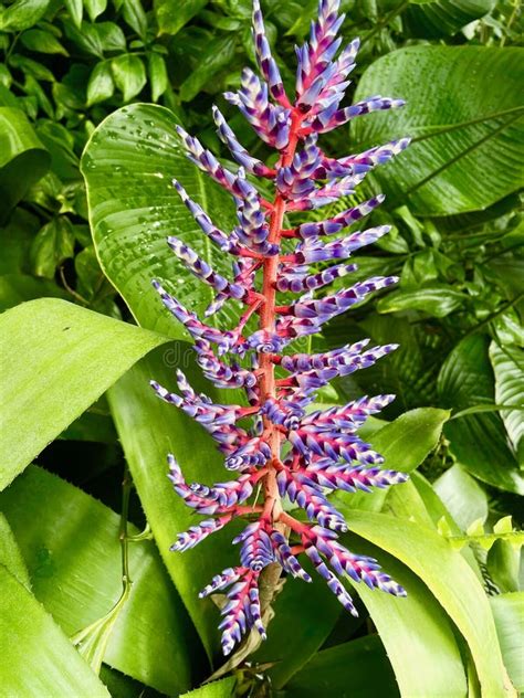 Enano Azul Tango Bromeliad Aechmea Foto De Archivo Imagen De Insecto