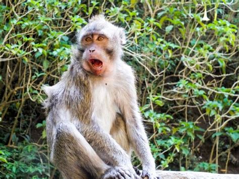 Albino Baboon Images Free Download On Freepik