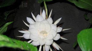 养花技巧大全 花百科 第635页