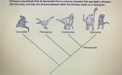 Solved Dinosaur Cladogram 1 What Are The Two Groups Within