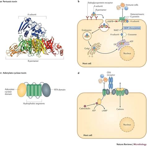 Bordetella Pertussis An Overview Microbe Notes