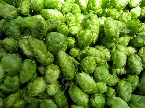 Become A Brewmaster By Growing Your Own Hops Espoma Organic