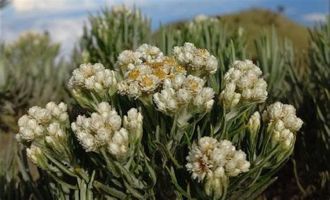 Bunga Edelweiss Jawa 3 Beauty Alam Yang Tahan Banting