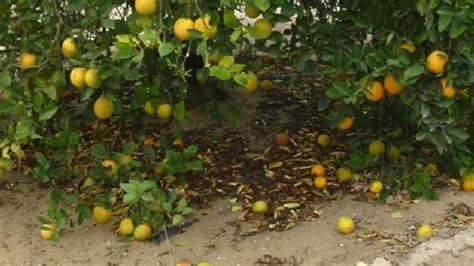 Florida Agriculture Commissioner Calls For More Funding To Fight Citrus