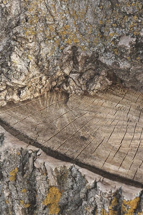 Tree Stump Texture Stock Image Image Of Brown Nature 147085789