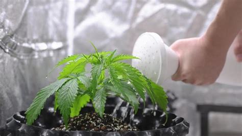 Grow Stock Video Footage For Free Download