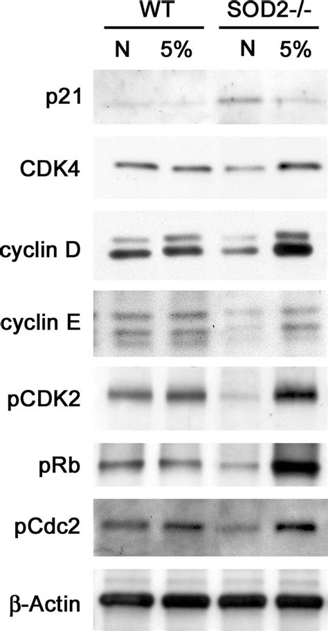 Induction Of Cell Cycle Control Proteins Under 5 O 2 Hypoxia In