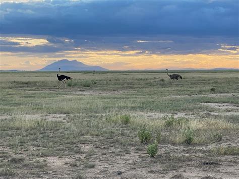 3 Days Masai Mara Air Safari From Mombasa Sunfunsafaris Affordable