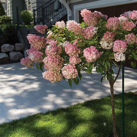 ГОРТЕНЗИИ: Hydrangea paniculata Grandiflora-Гортензия метельчатая ...