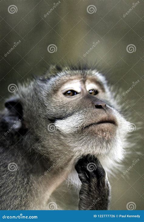 Crab Eating Macaque Macaca Fascicularis Portrait Stock Photo Image Of