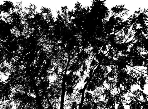 Free Tree Gobos 3d Render Nl
