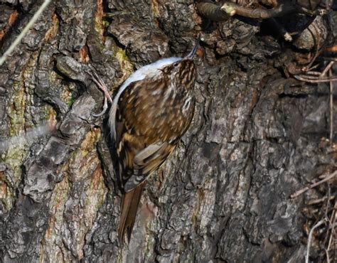 Treecreeper Daver64 Blipfoto