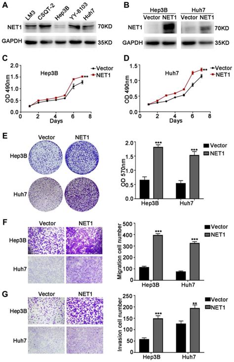Net1 Overexpression Promotes Hcc Cell Proliferation Migration And