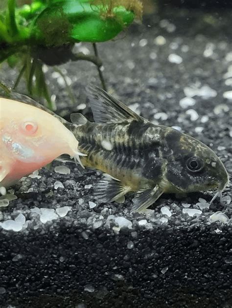 Teeny Tiny Teapot The Unusually Short And Stout C Paleatus Theres