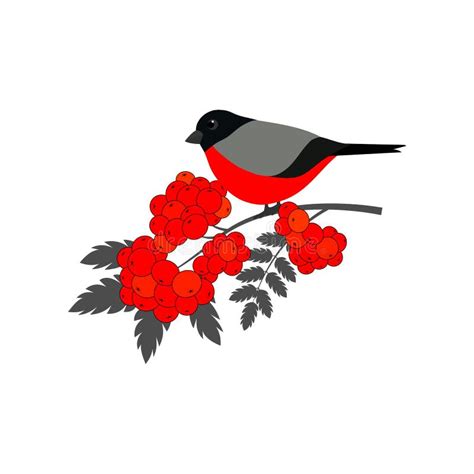Bullfinch On Branch Of Rowan Tree Vector Illustration Stock