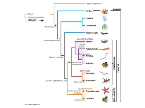 The Porifera And Cnidaria Ppt Download