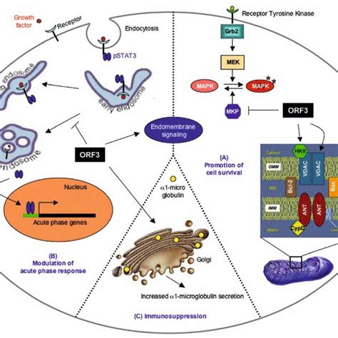Role Of The Orf3 Protein In Hev Pathogenesis Published Data Show Three