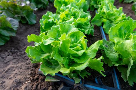 How To Grow Winter Lettuce In Your Greenhouse Access Garden Products