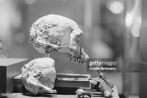 Cat Evolution Photos And Premium High Res Pictures Getty Images