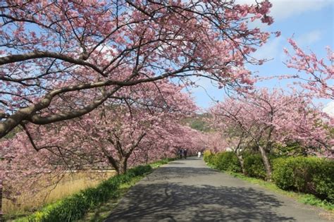 【東伊豆 北川温泉・吉祥caren】令和の初春は、お祝いの宿から「第30回 河津桜まつり」に出かけよう♬ 絶景お花見温泉×桜パンケーキ×テラスで夜桜を満喫 株式会社h P D