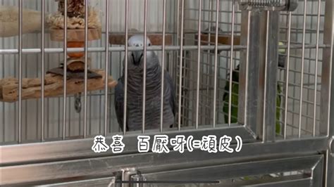 灰鸚鵡籠裡自說自話恭喜 百厭刷刷牙換衣服 大麻小花twistedbirds 灰鸚鵡grey parrot 黃翼藍帽亞馬遜鸚鵡blue