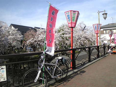 岩倉桜まつりポタへろへろのぉと