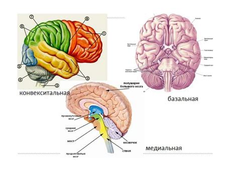 Лекция 6 Головной мозг строение и функции отделов Тема 6 1 Общий