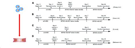 Schematic Diagram Of Differentiation Of Hpscs Into Cardiomyocytes Download Scientific
