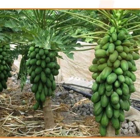 ගස්ලබූ වගාව
