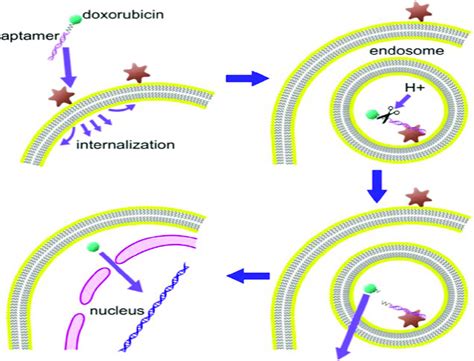 12 Delivery Of Doxorubicin Using Specific Cytotoxic Download Scientific Diagram