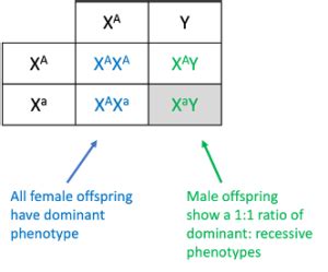 Sex Vs Gender Chromosomes Genes And Traits An Introduction To Genetics Revised Edition