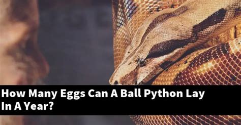How Many Eggs Can A Ball Python Lay In A Year My Reptile Blog