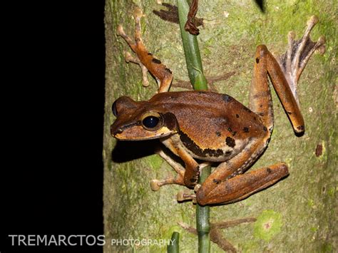 Dark Eared Tree Frog Tremarctos